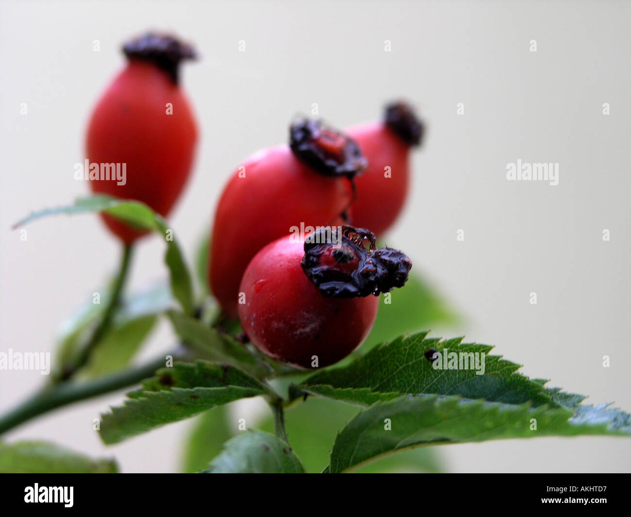Berries rose Cut Out Stock Images & Pictures - Alamy