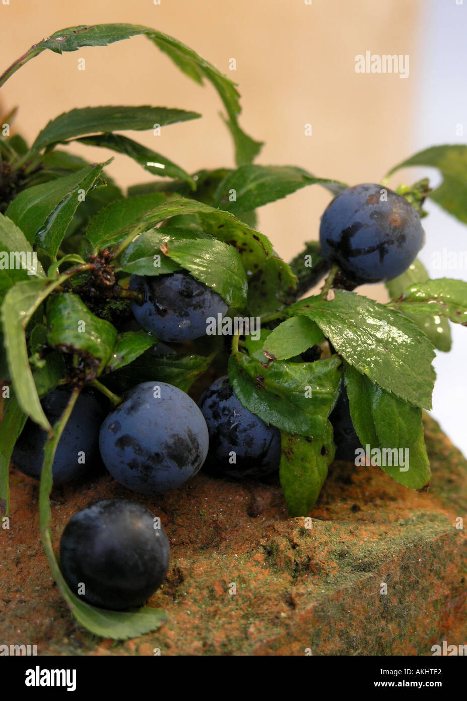 Sloe berries with sloe gin hi-res stock photography and images - Alamy