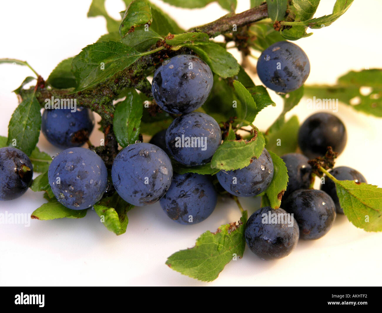 Sloe berries and leaves against a white background Stock Photo - Alamy