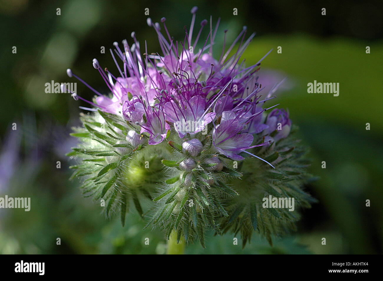 Phacelia - Scorpion weed Stock Photo - Alamy