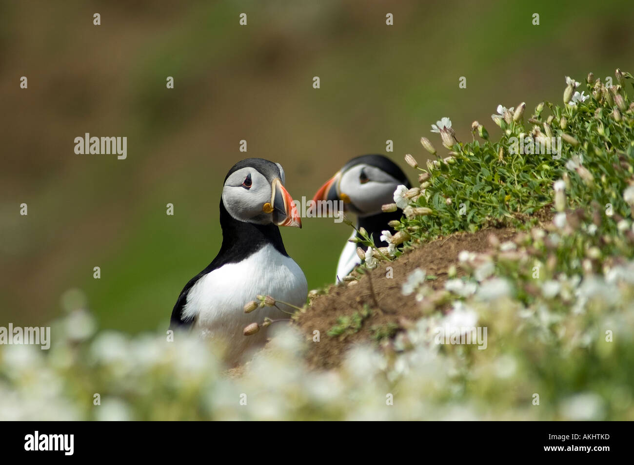 Two puffins together hi-res stock photography and images - Alamy