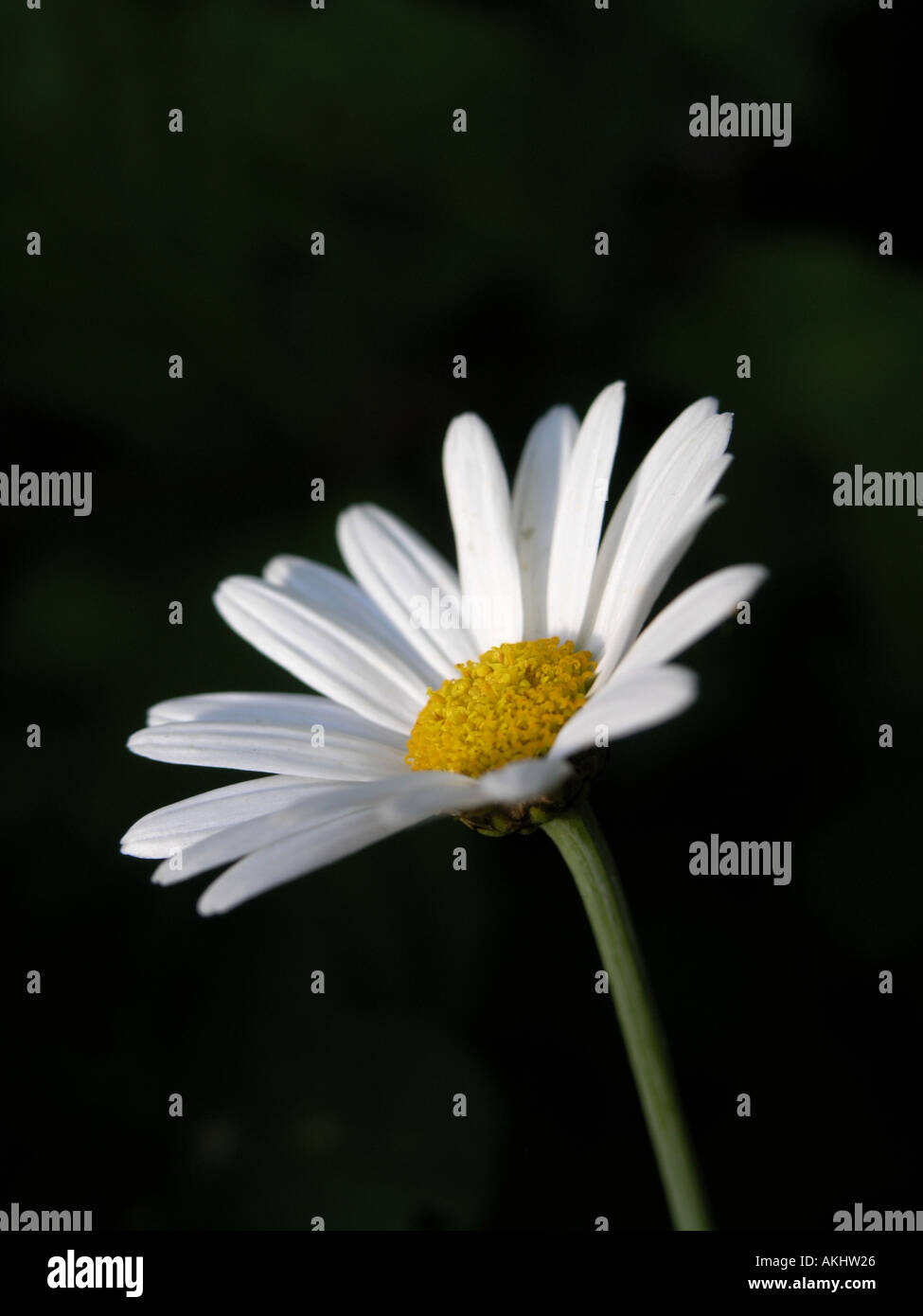 Daisy with long stem against a black background Stock Photo - Alamy