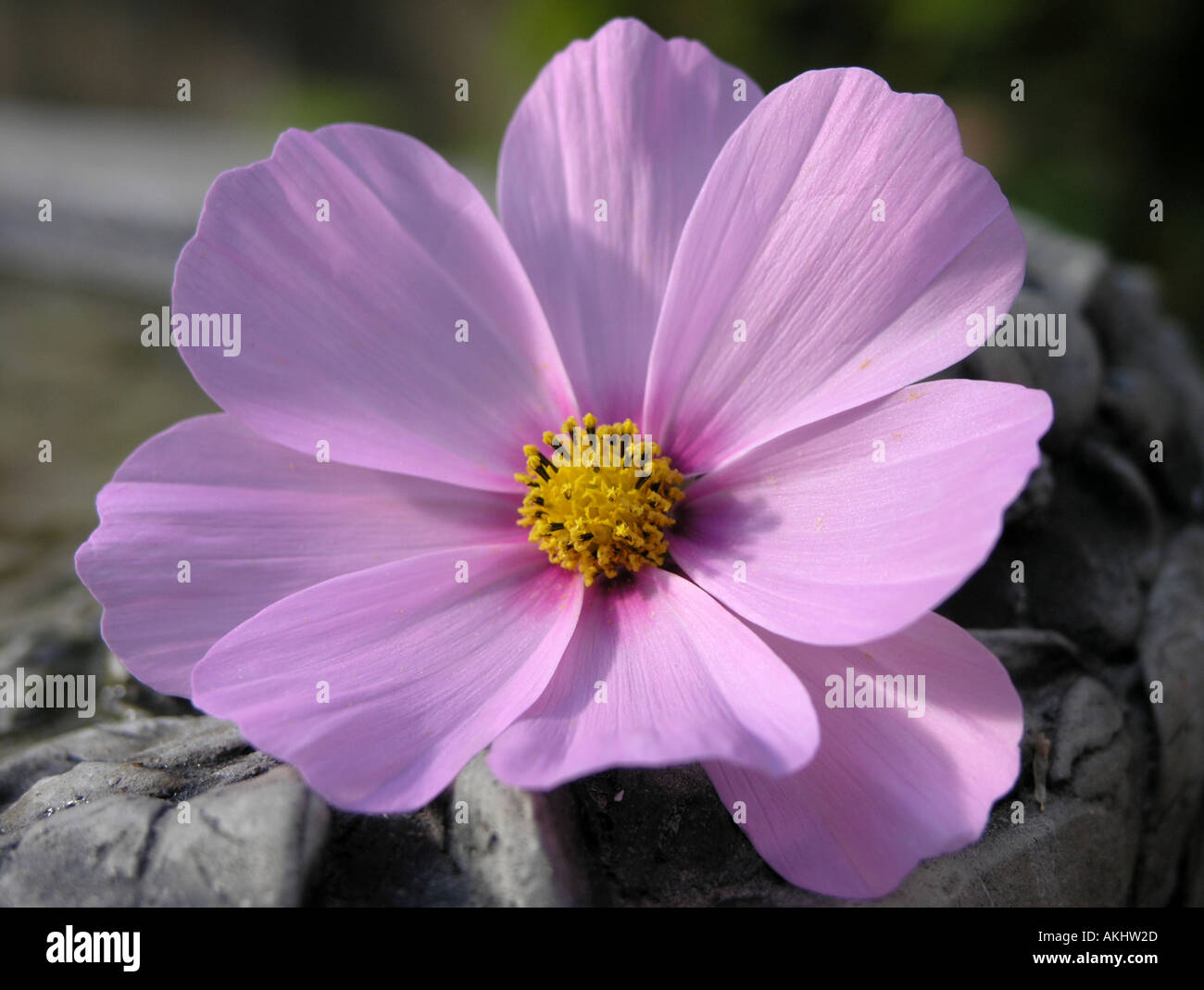 Pink Cosmos flower Stock Photo - Alamy