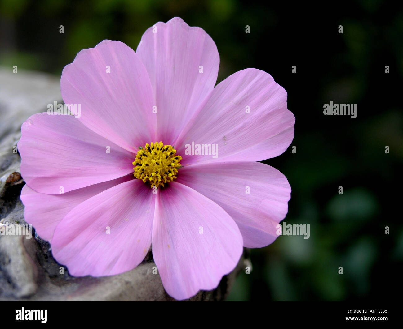 Pink Cosmos flower Stock Photo - Alamy