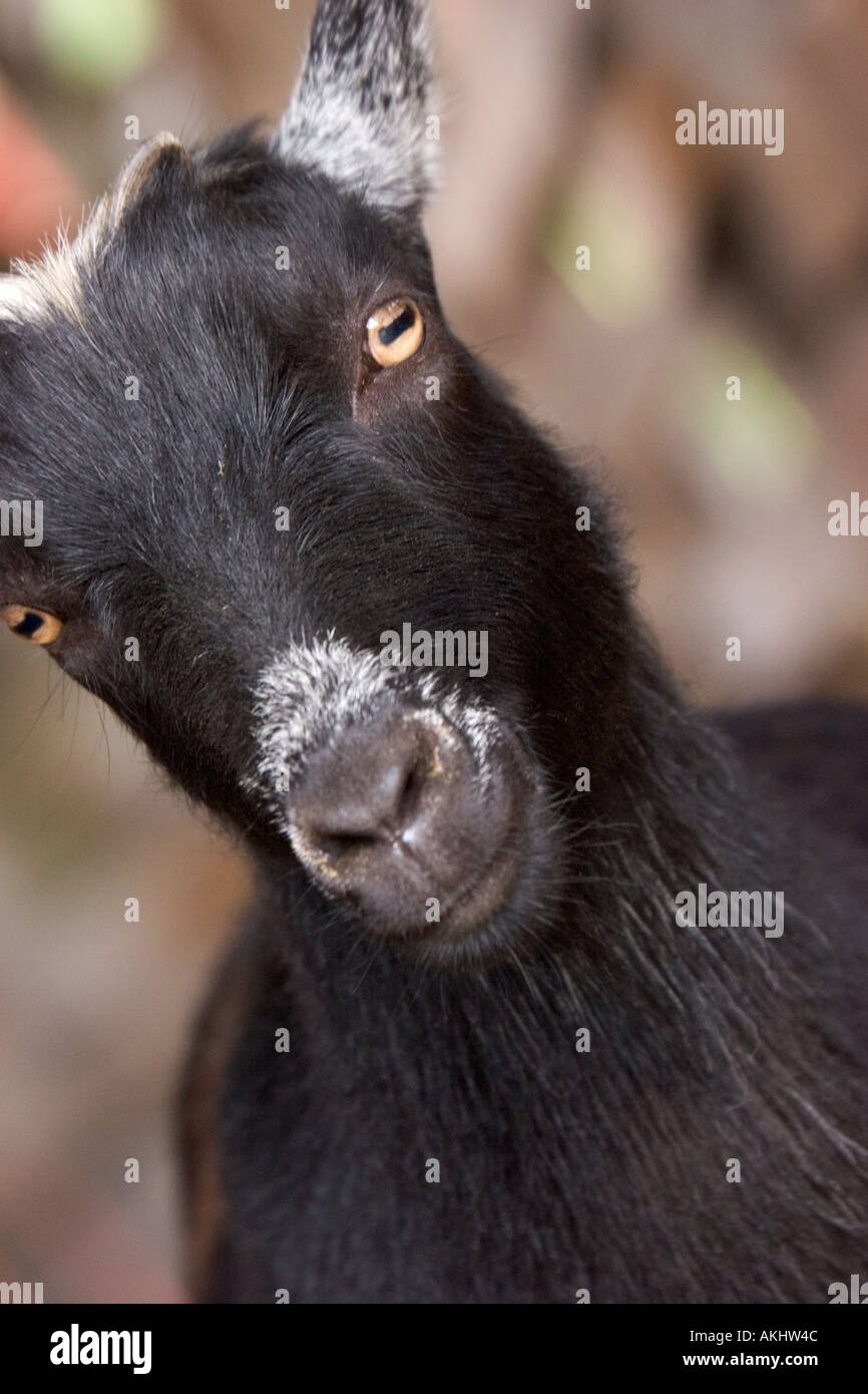 Capra genus hi-res stock photography and images - Alamy