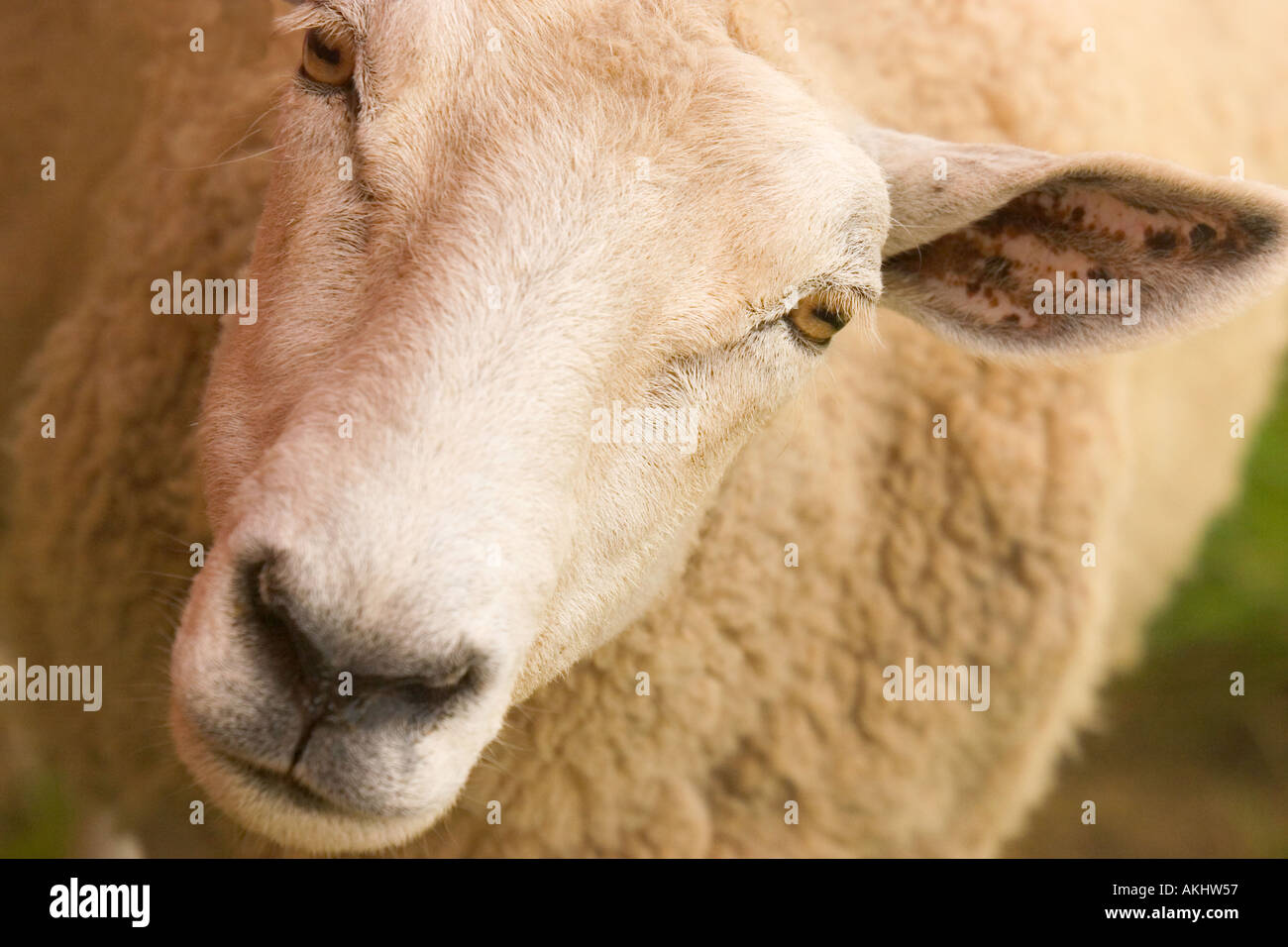 A close up portrait of a domestic sheep a common farm animal raised for ...