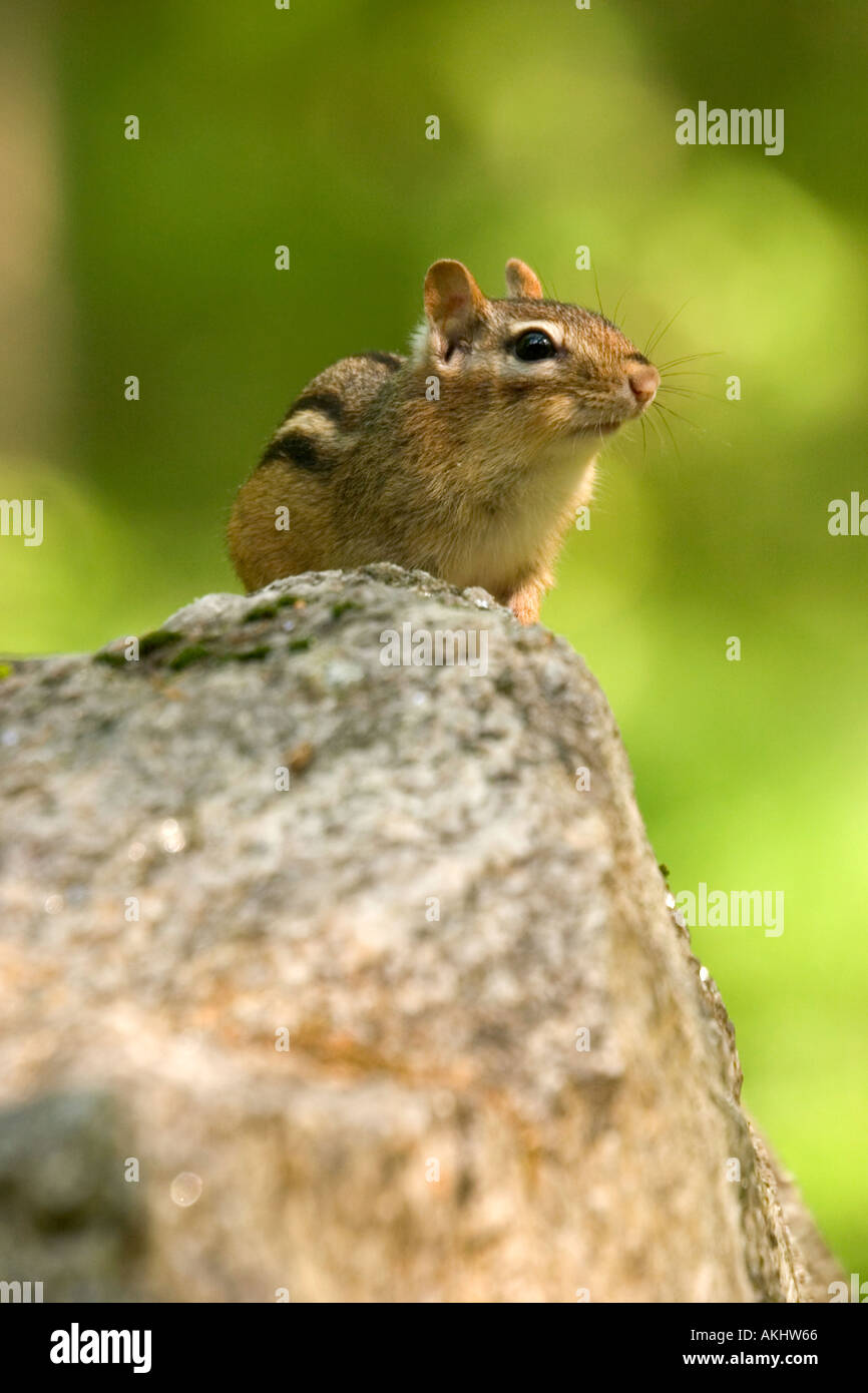An Eastern chipmunk is a small brownish woodland animal with bright ...