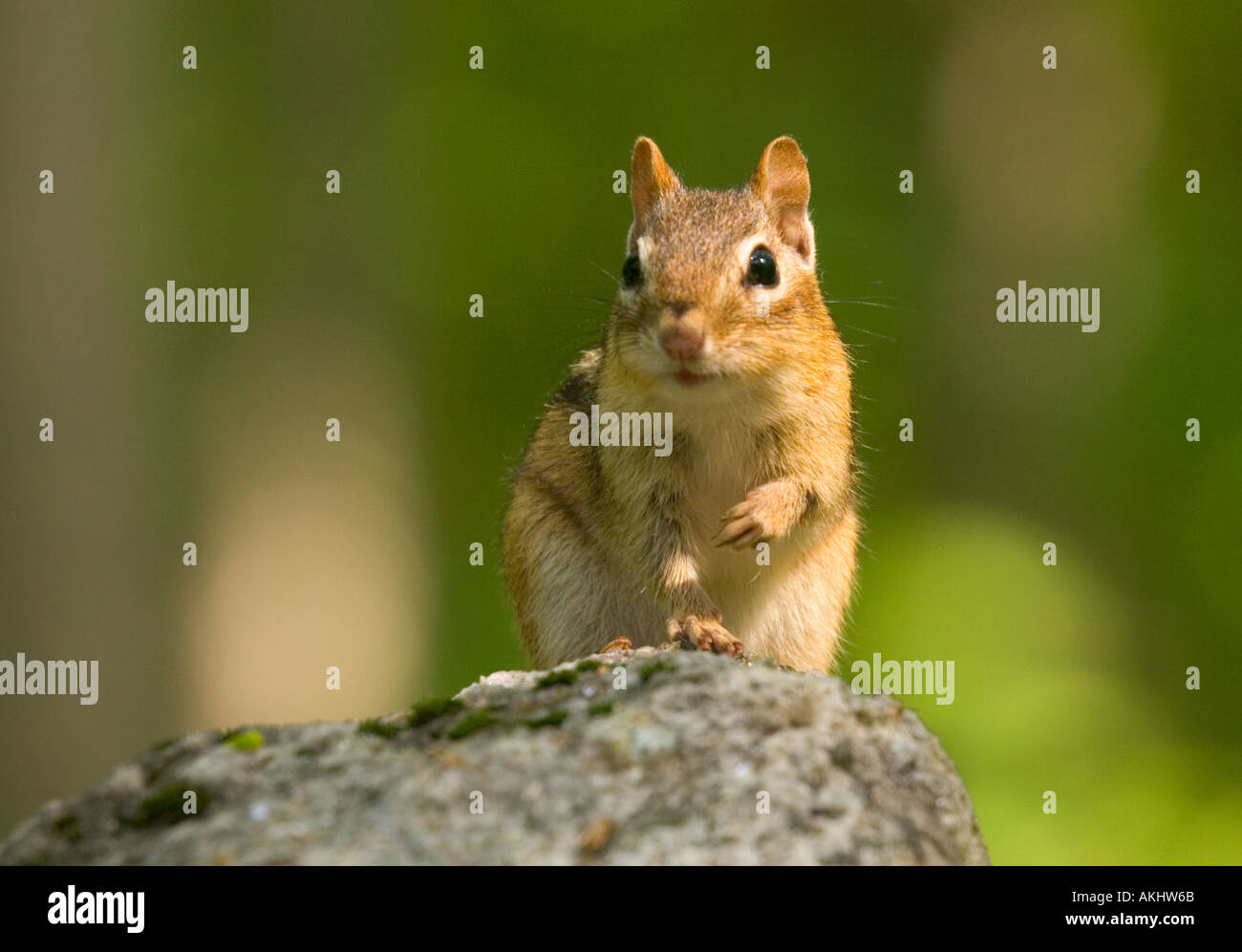 A curious Eastern chipmunk sitting on a rock Stock Photo - Alamy
