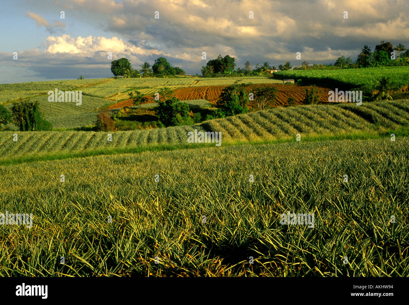 pineapples, pineapple plantation, town of Sainte-Rose, Sainte-Rose ...