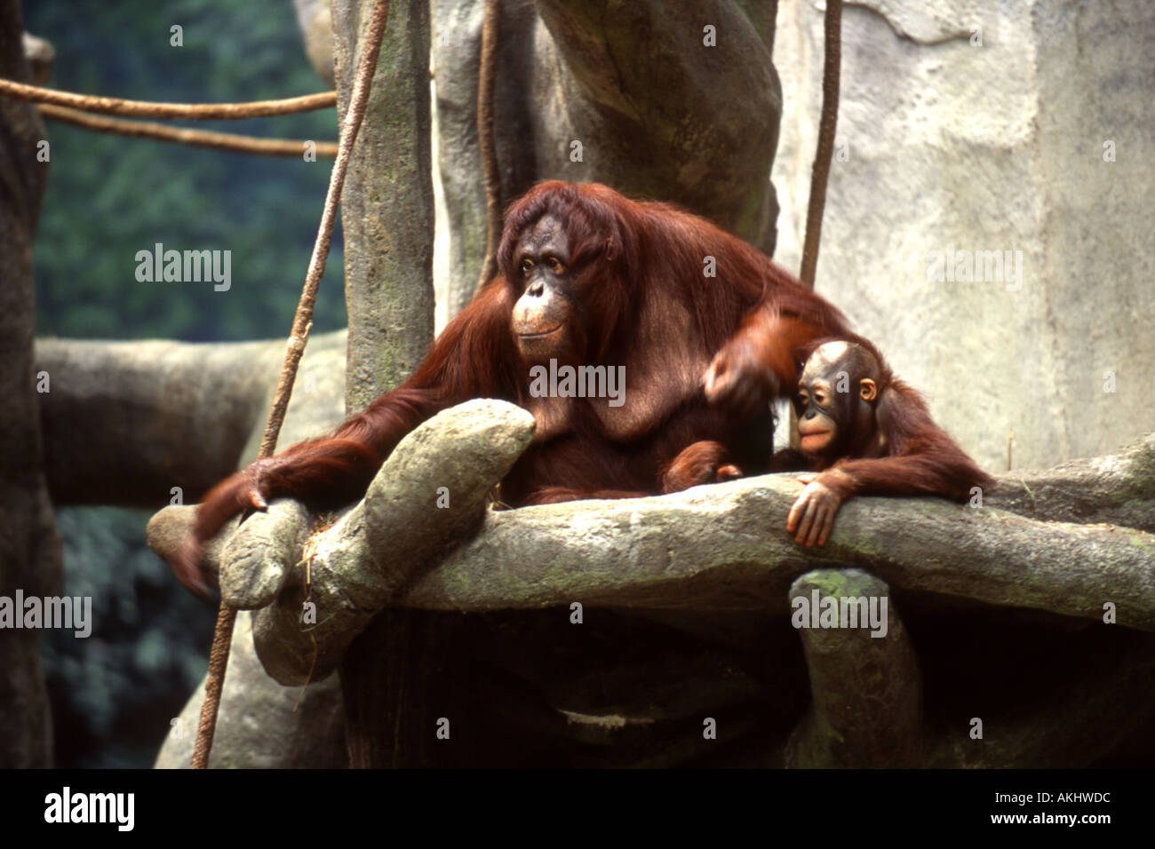 Orangutan and Baby Stock Photo - Alamy