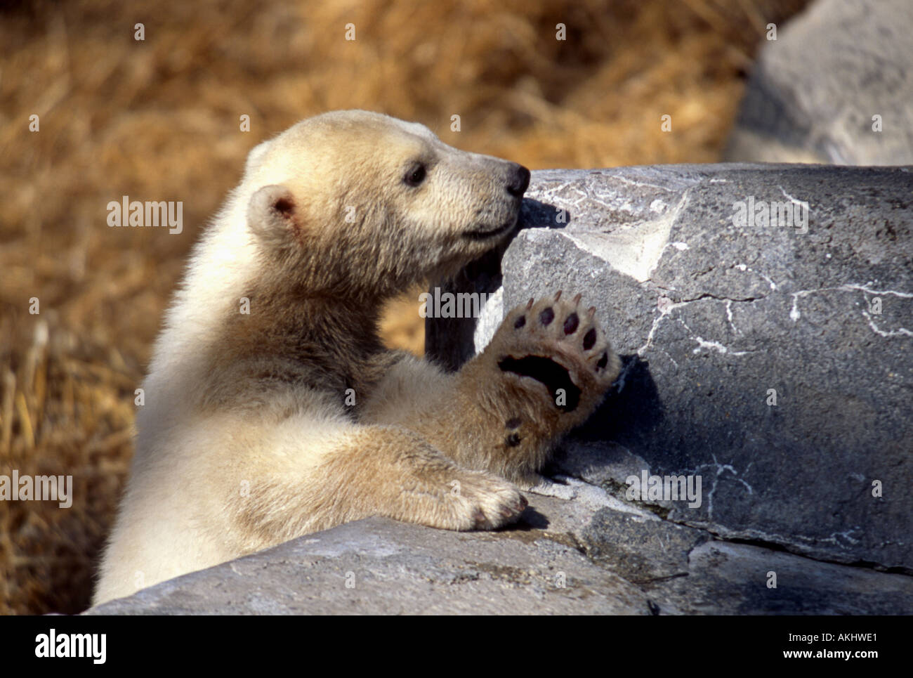 Ice cap arctic melting polar bear hi-res stock photography and images ...