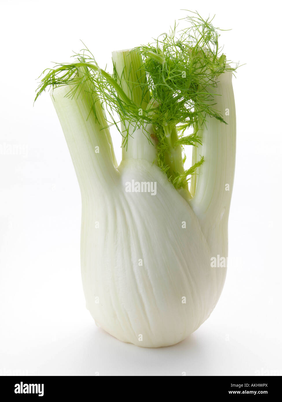 Fennel graphic ingredients vegetarian graphic editorial food Stock ...