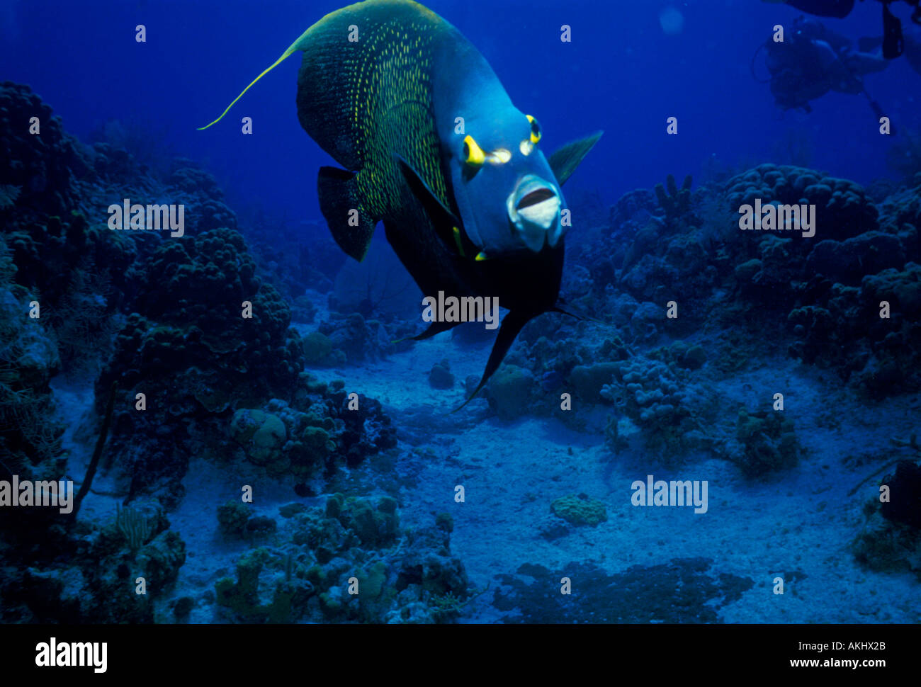 French Angelfish, Pomacanthus paru, fish, reef fish, coral reef ...