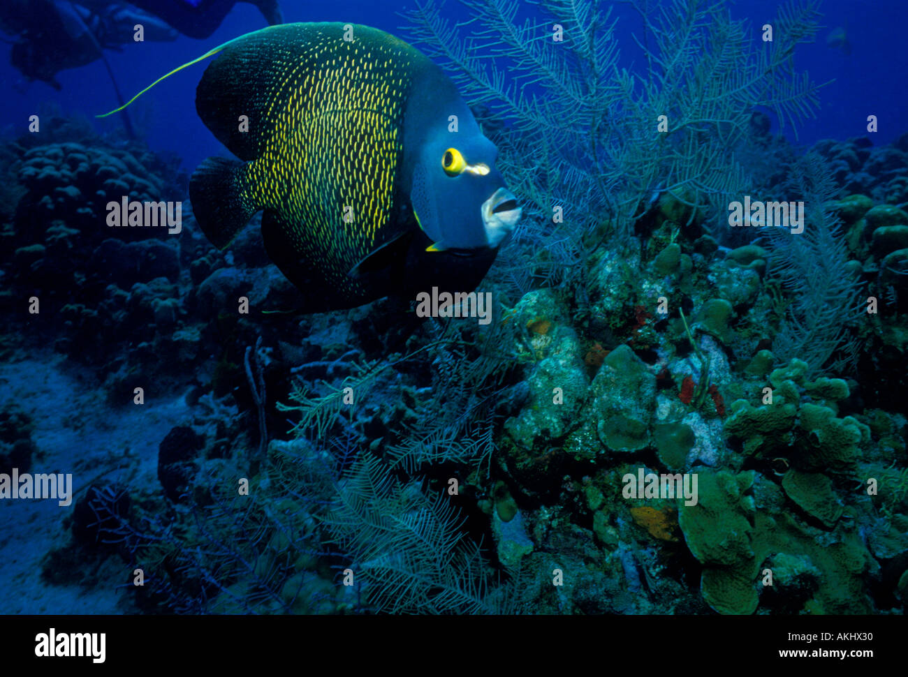 French Angelfish, Pomacanthus paru, fish, reef fish, coral reef ...