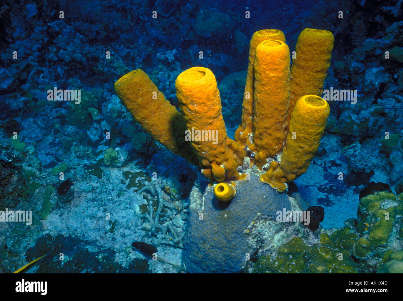Yellow tube sponge, Yellow tube sponges, tube sponge, tube sponges ...