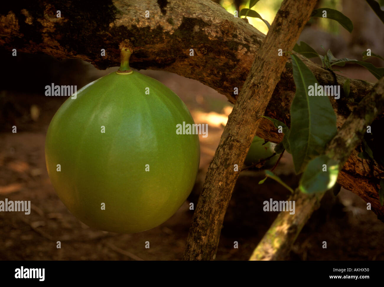 fruit of the calabash tree at Engraved Rocks Archaeological Park in the ...
