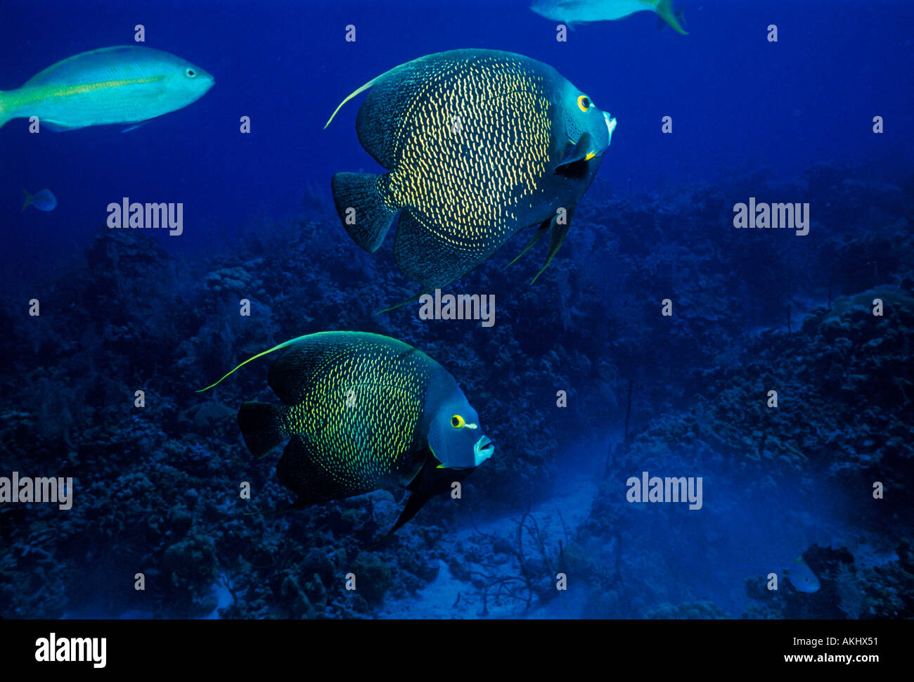 French Angelfish, Pomacanthus paru, fish, reef fish, coral reef ...