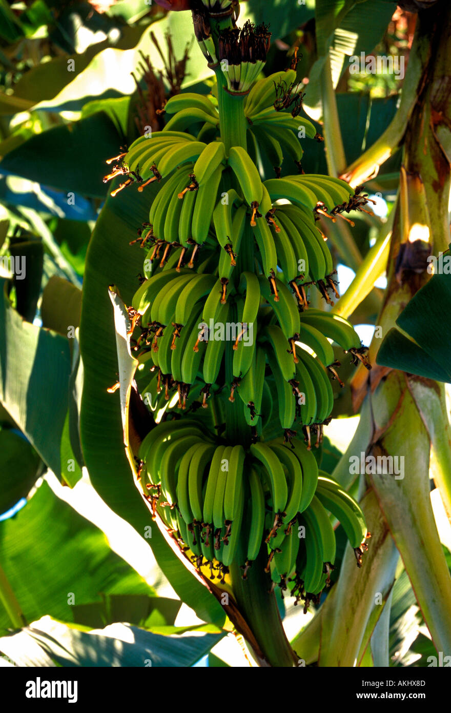 green bananas, unripe bananas, banana, bananas, banana tree, banana ...