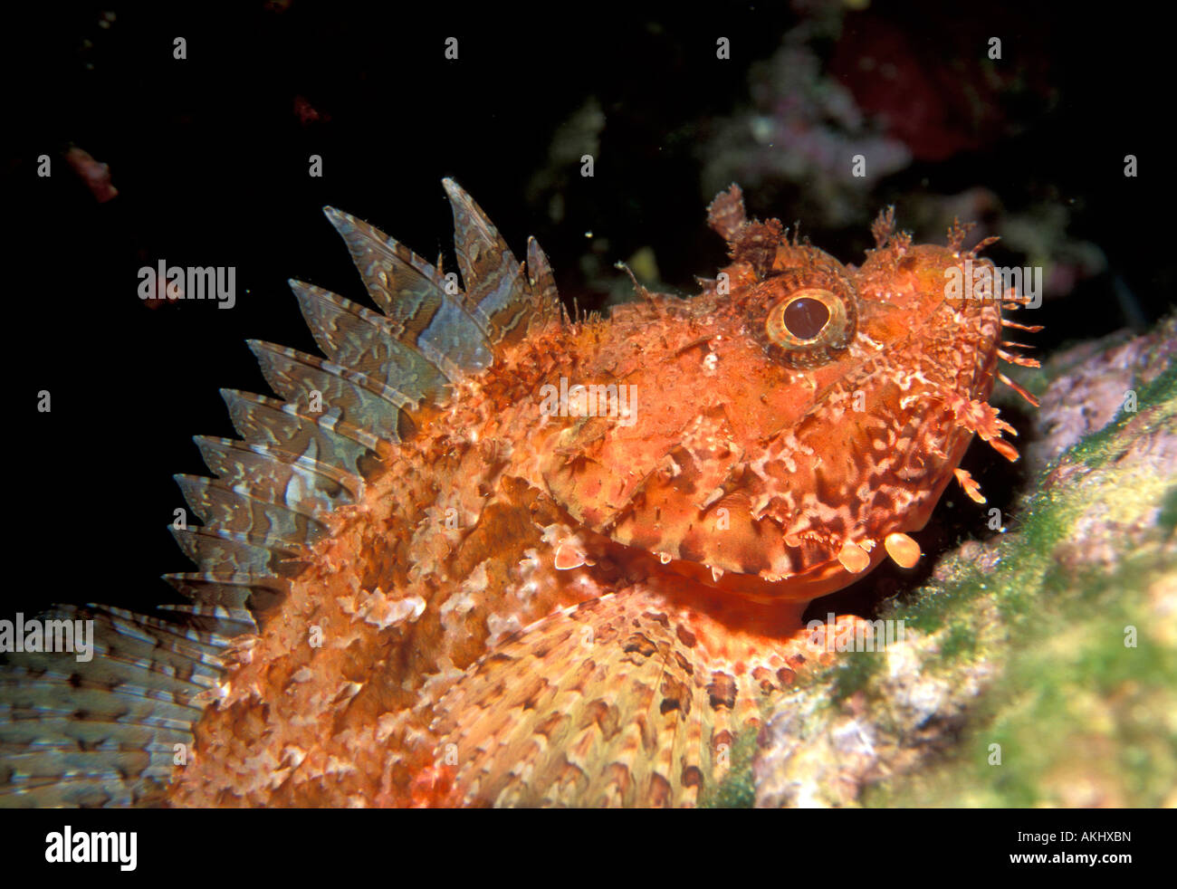 Scorpion-fish, Sardinia, Italy Stock Photo - Alamy