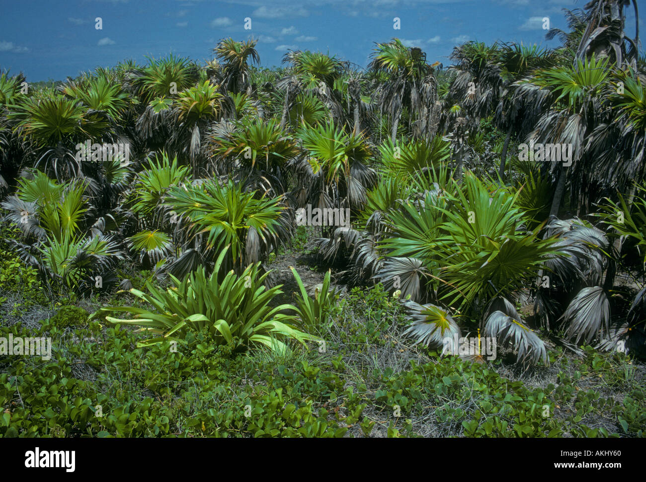 vegetation, scrub jungle, near Punta Morena, east coast, Cozumel island ...