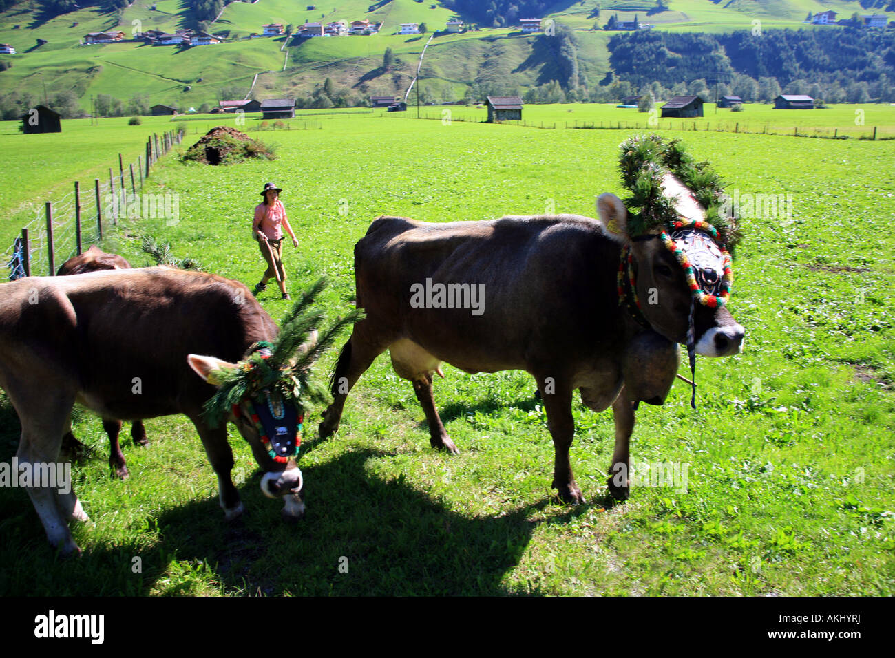Cows, Stubai valley, Austria, Europe Stock Photo - Alamy