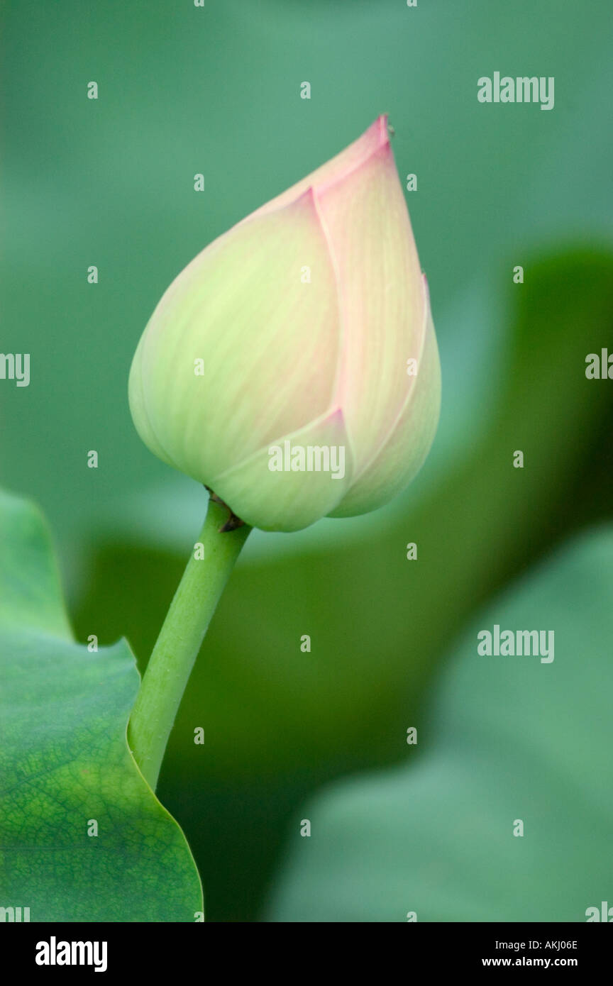 Lotus flower bud photograph hi-res stock photography and images - Alamy