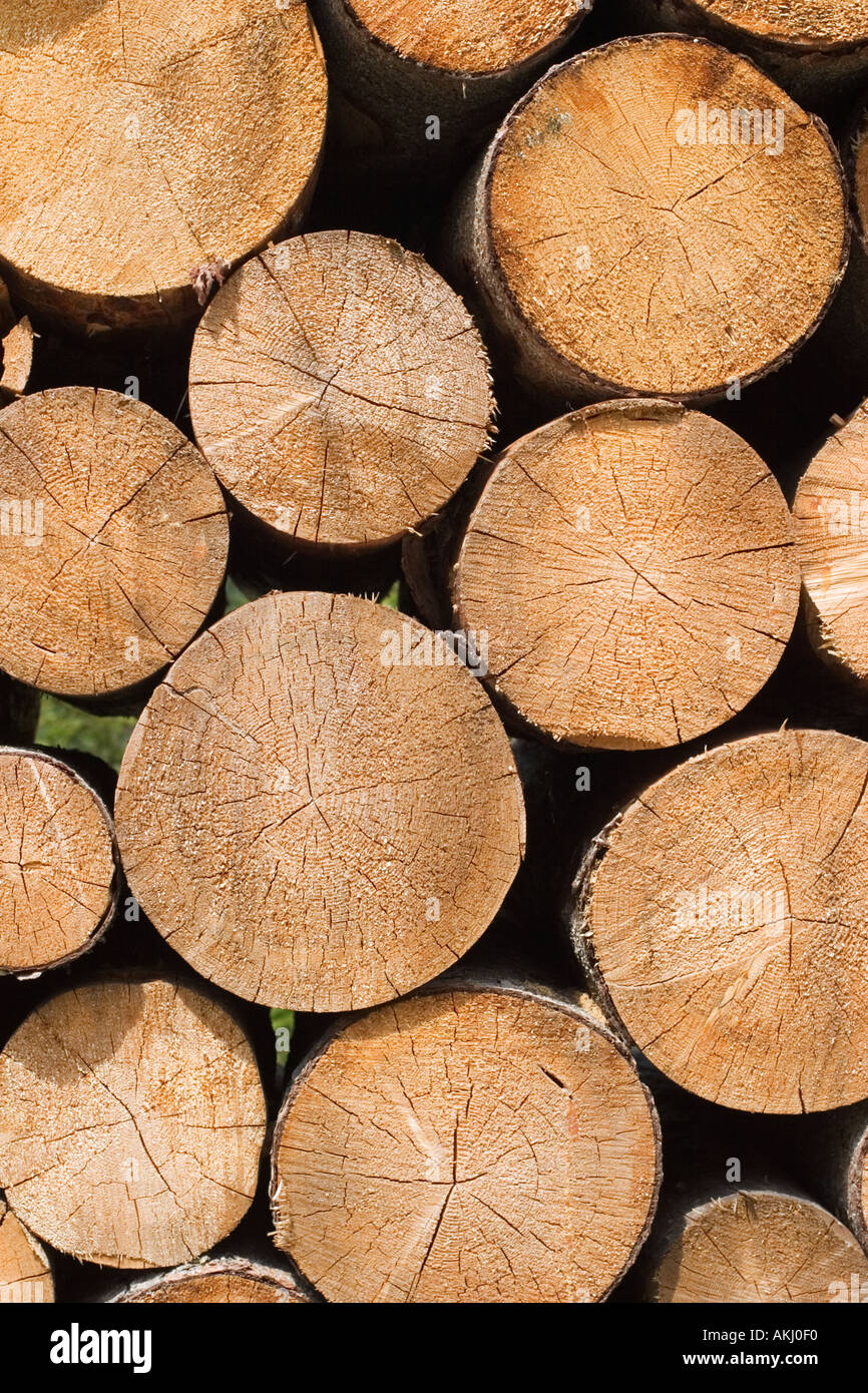 Woodpile of fir trees hi-res stock photography and images - Alamy