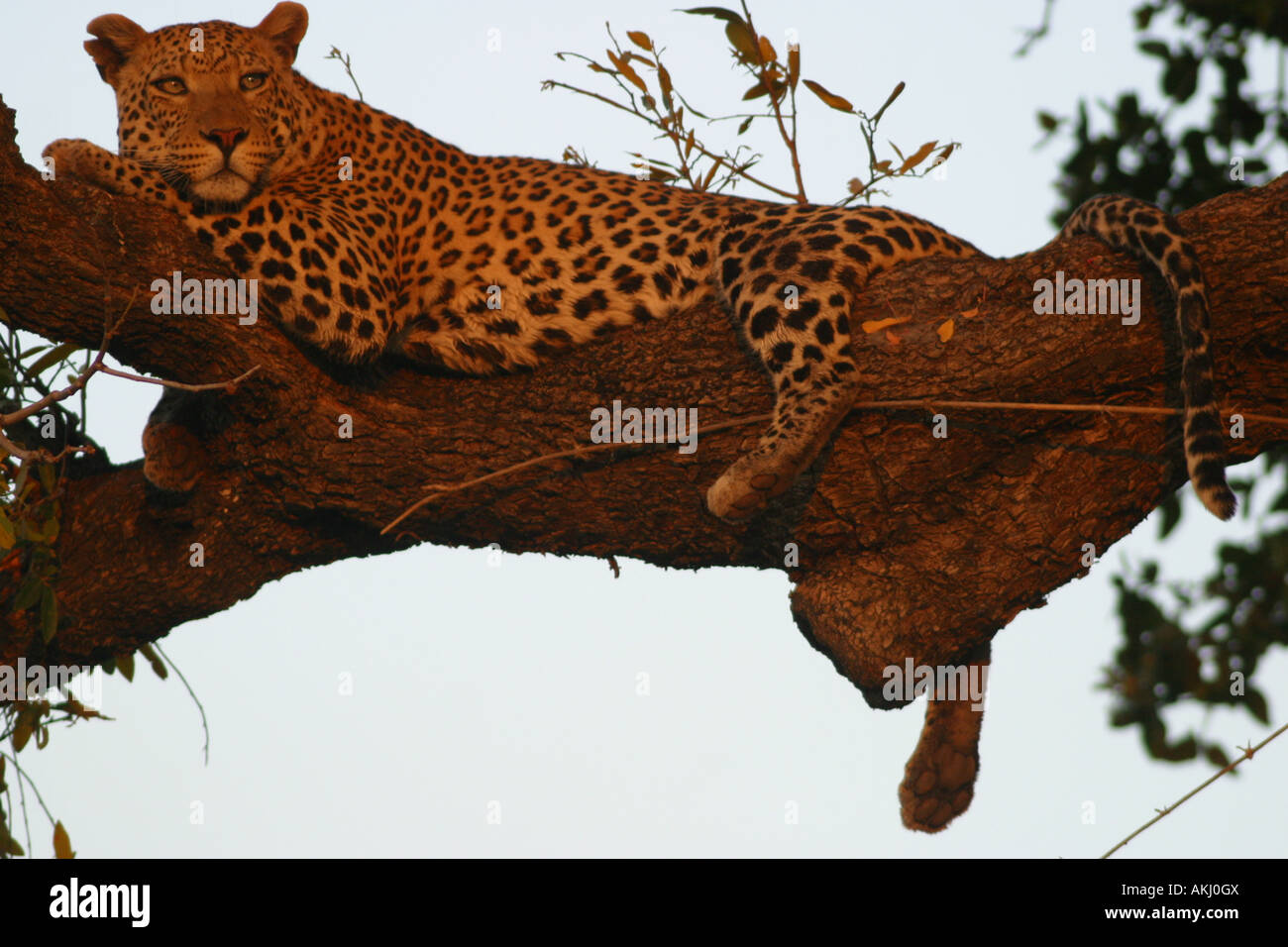Mature leopard hi-res stock photography and images - Alamy