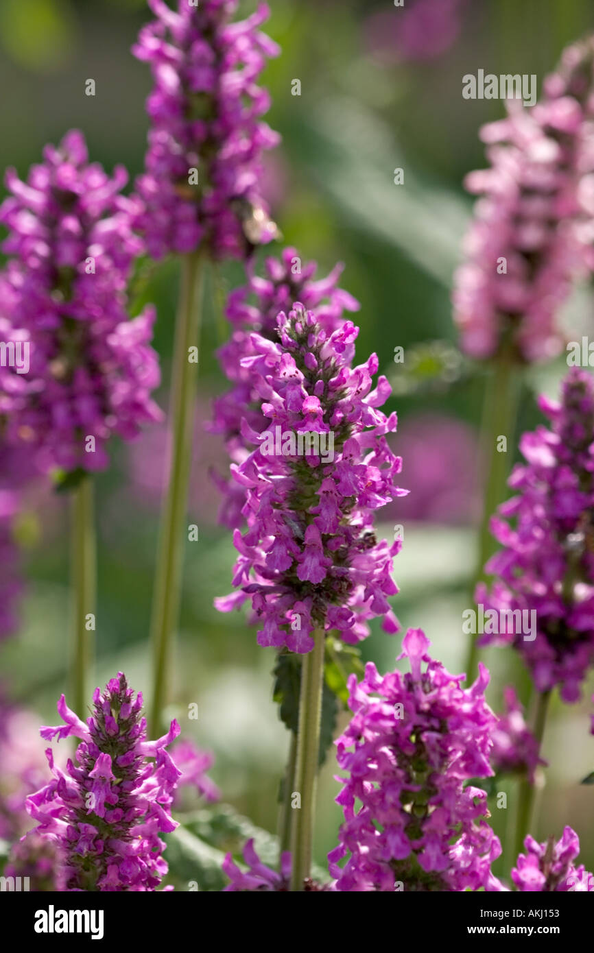 Betonica officinalis Lamiaceae Stock Photo - Alamy