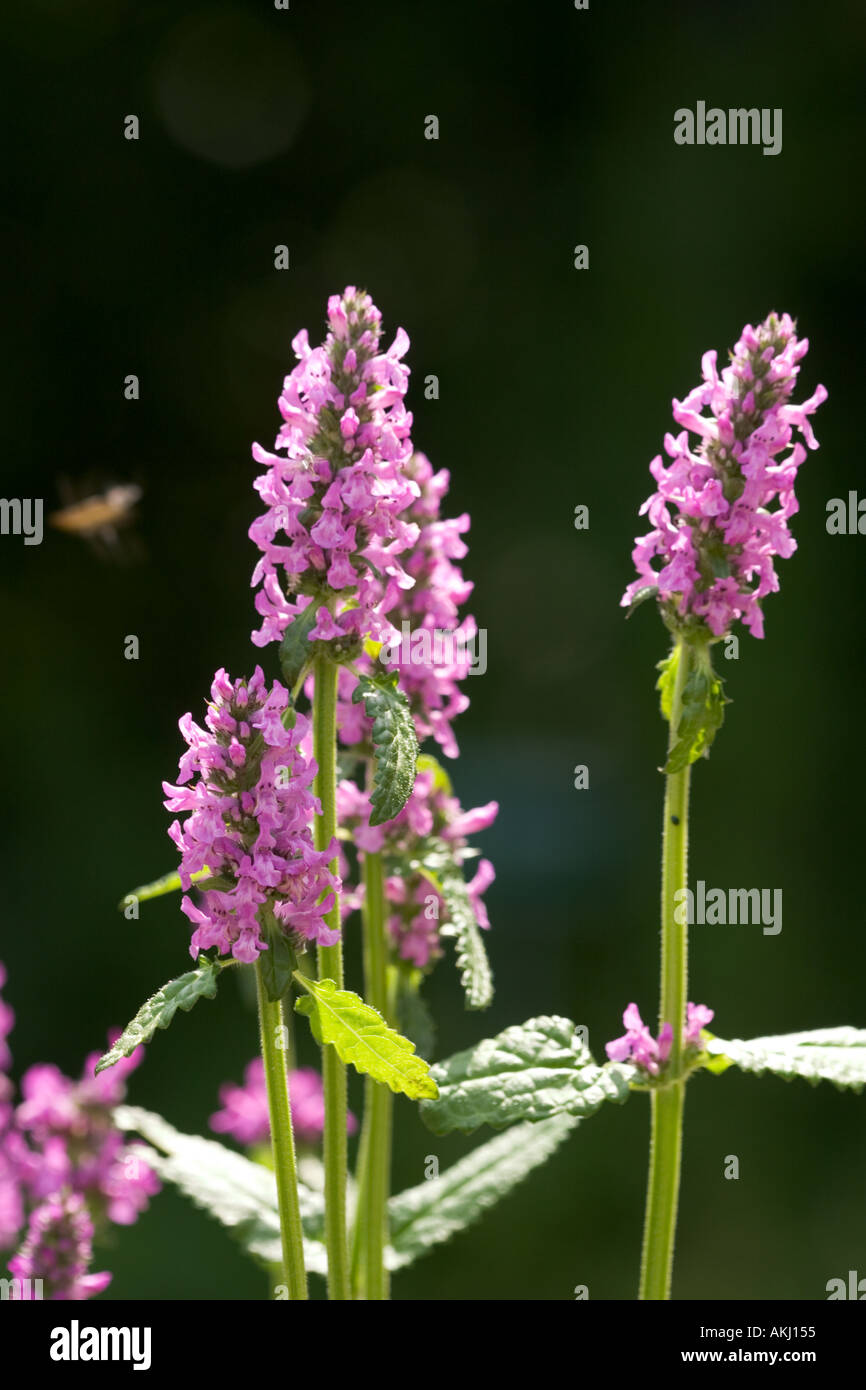 Betonica officinalis Lamiaceae Stock Photo - Alamy