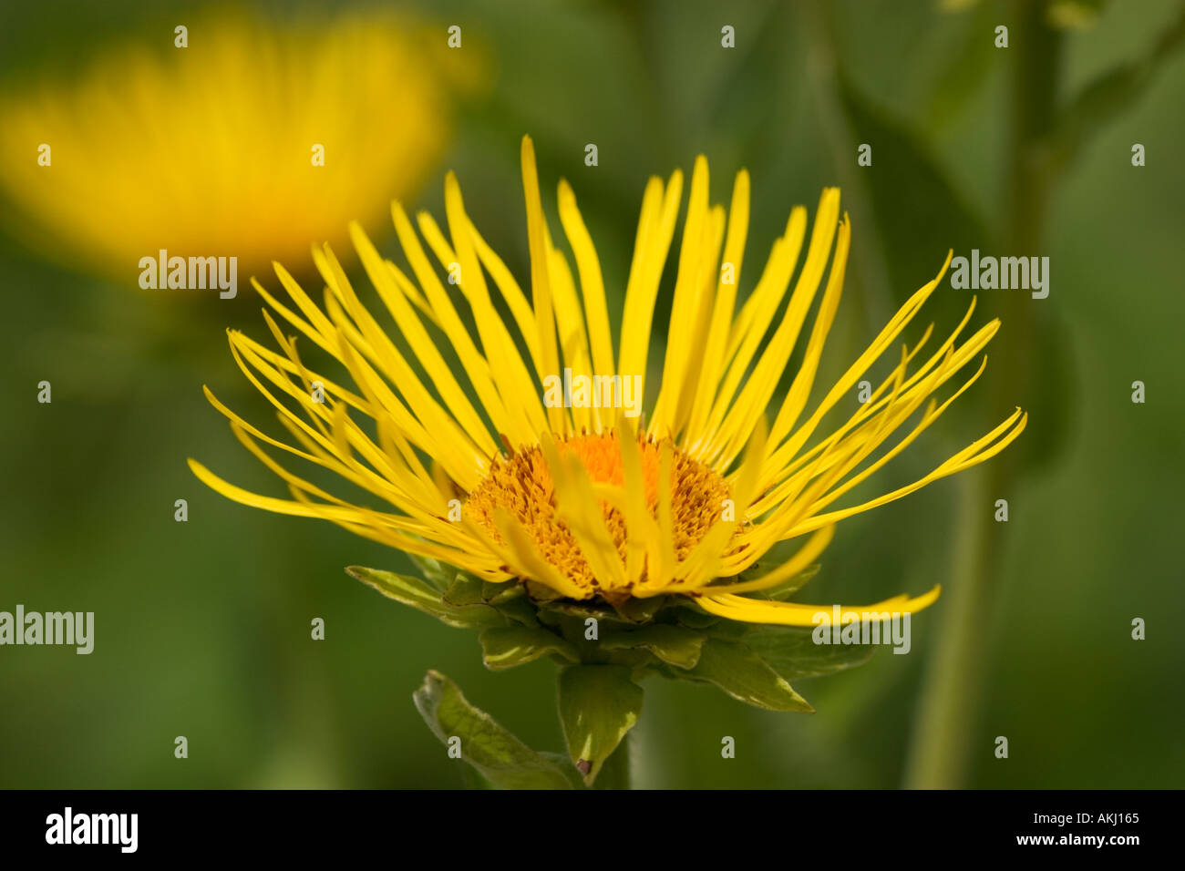 elecampane inula Inula helenium medicinal plant Stock Photo - Alamy