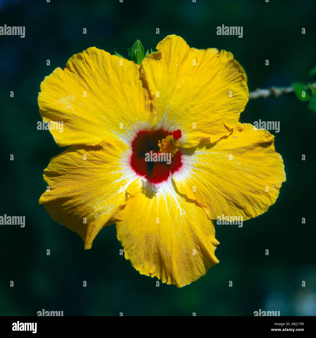 Flora and fauna jamaica hi-res stock photography and images - Alamy