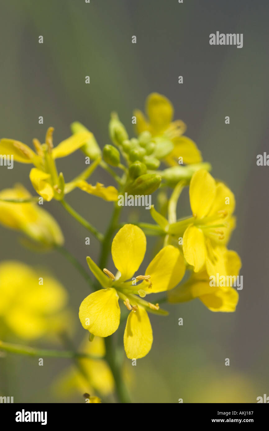 Sinapis arvensis plant hi-res stock photography and images - Alamy