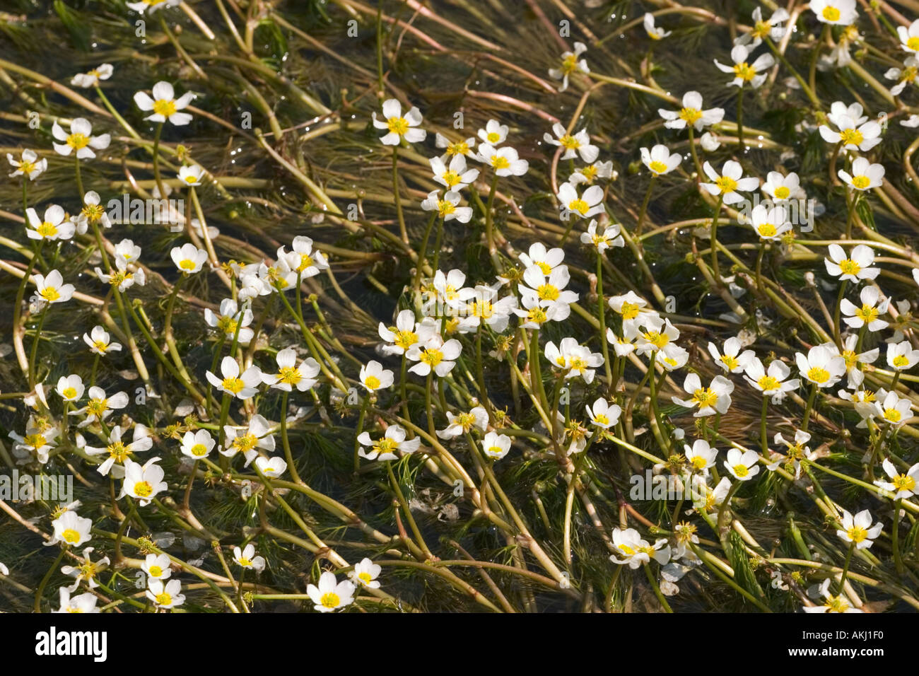 River Water crowfoot Ranunculus fluitans Bavaria Stock Photo - Alamy