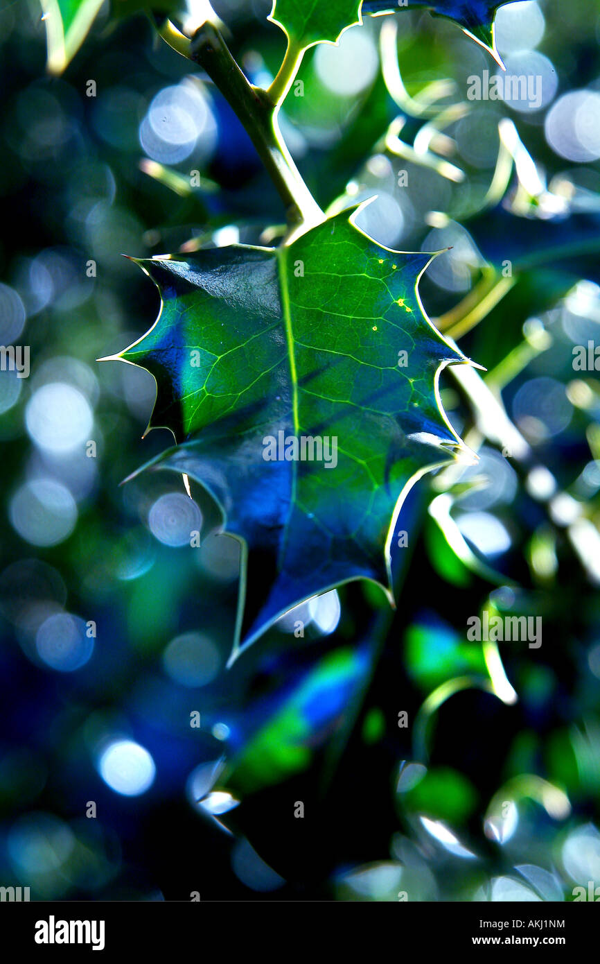 Holly blue and leaf hi-res stock photography and images - Alamy