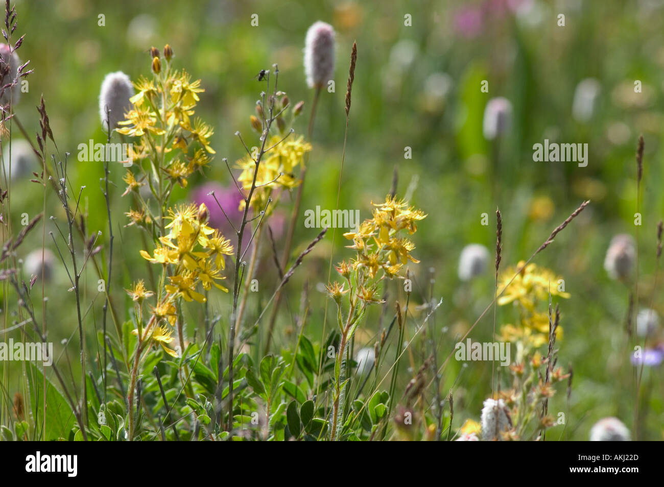 Himalayan edelweiss hi-res stock photography and images - Alamy