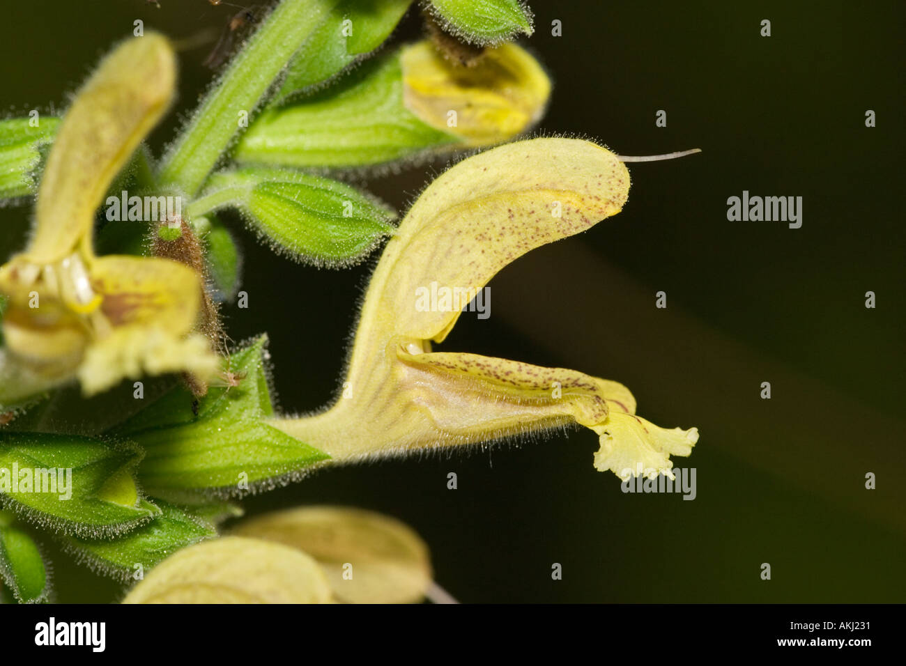 sticky sage Jupiter s Distaff Salvia glutinosa Germany Stock Photo - Alamy