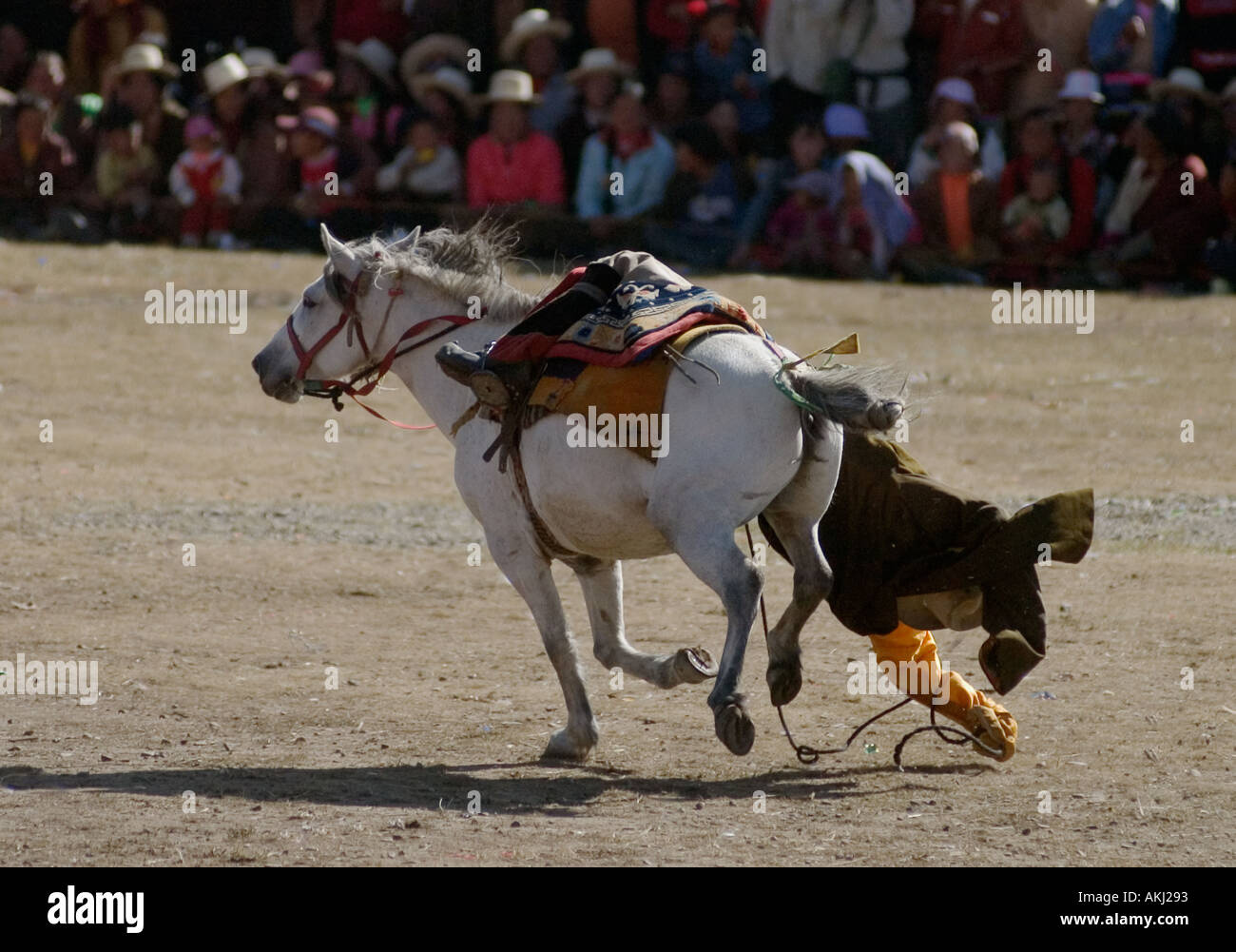 A Khampa demonstrates horsemanship by touching the ground Litang Horse ...