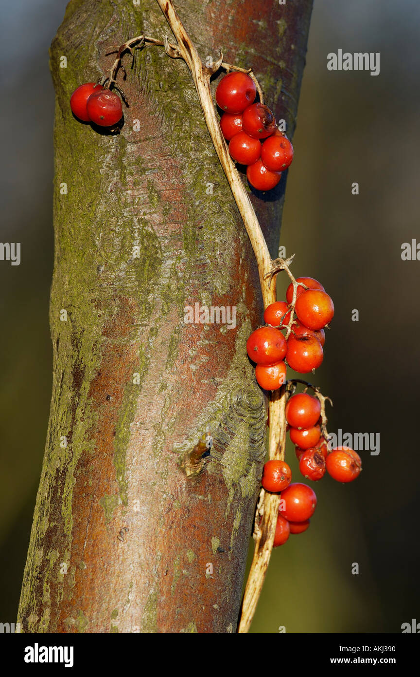 Black Bryony fruit Tamus communis Stock Photo - Alamy