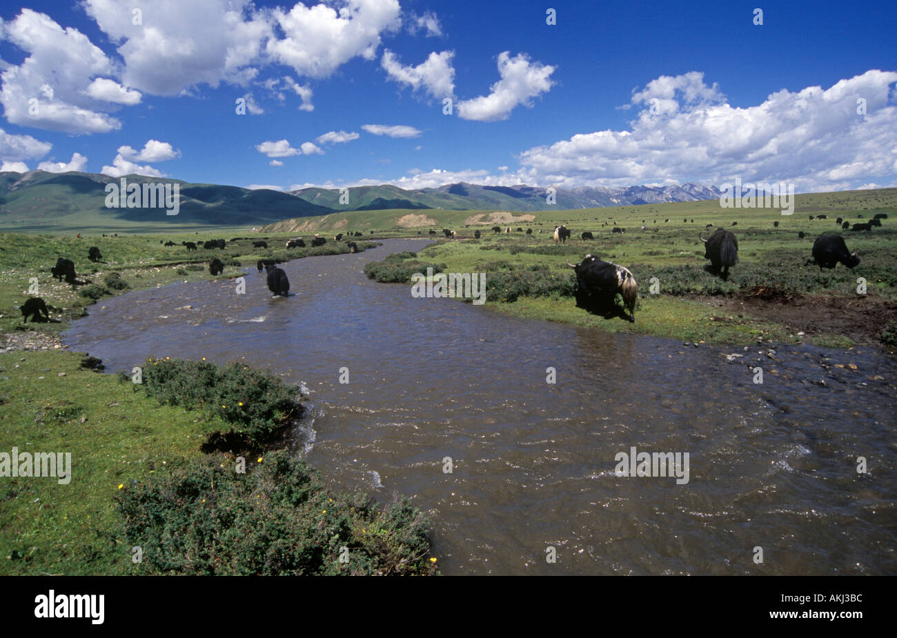 Yaks graze in a high meadow pasture along a river in Litang County ...