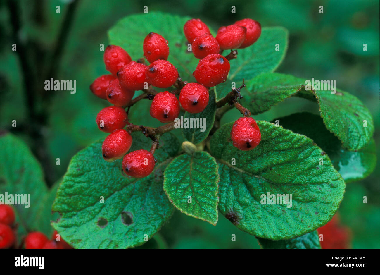 berries of Wayfaringtree Viburnum lantana Germany Stock Photo - Alamy