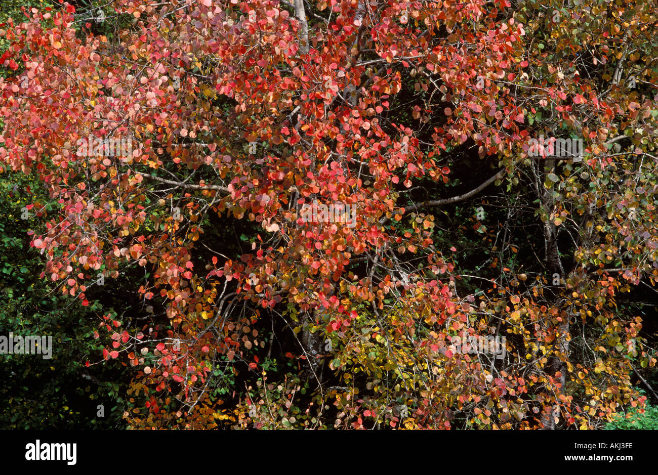 Aspen baum blatt hi-res stock photography and images - Alamy