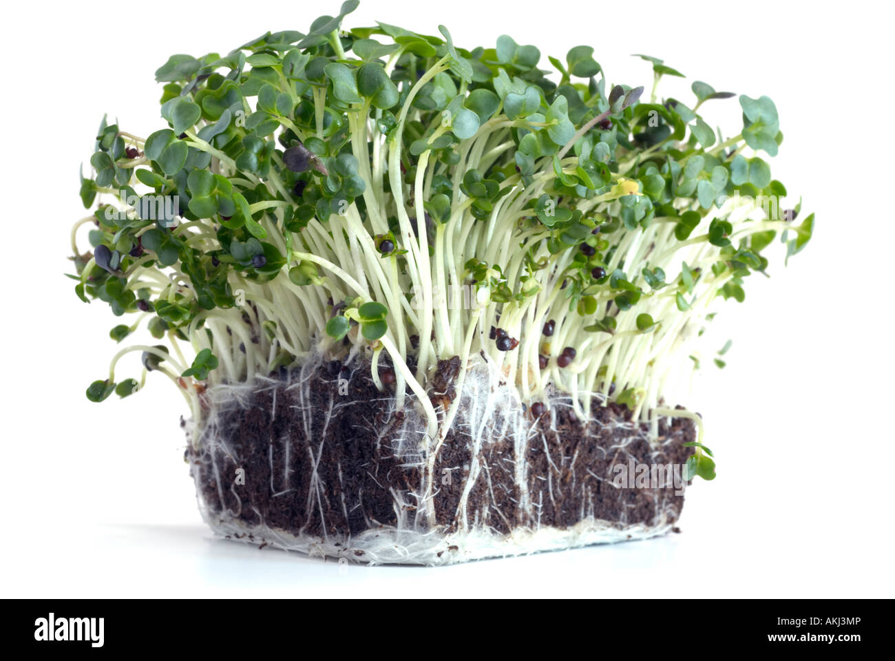 Cress with roots in compost Stock Photo - Alamy