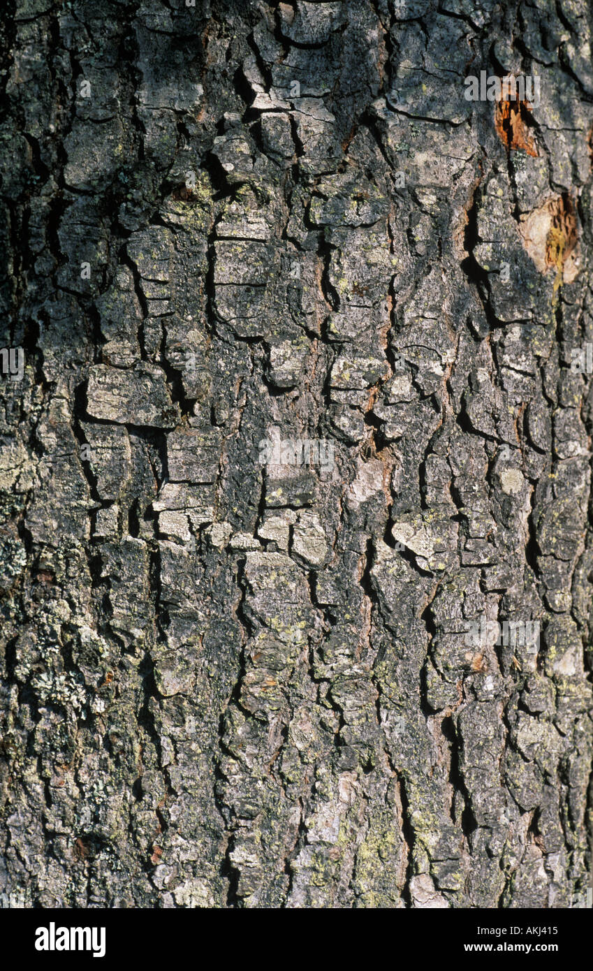 Bark silver fir abies alba hi-res stock photography and images - Alamy