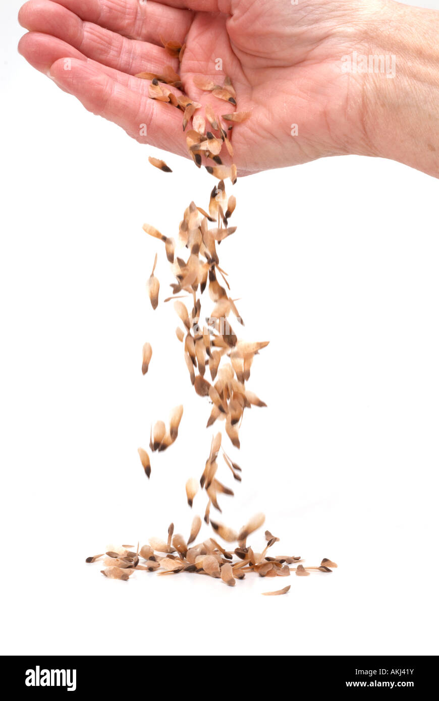 A handful of flighted pine cone seeds falling from a female's hand ...