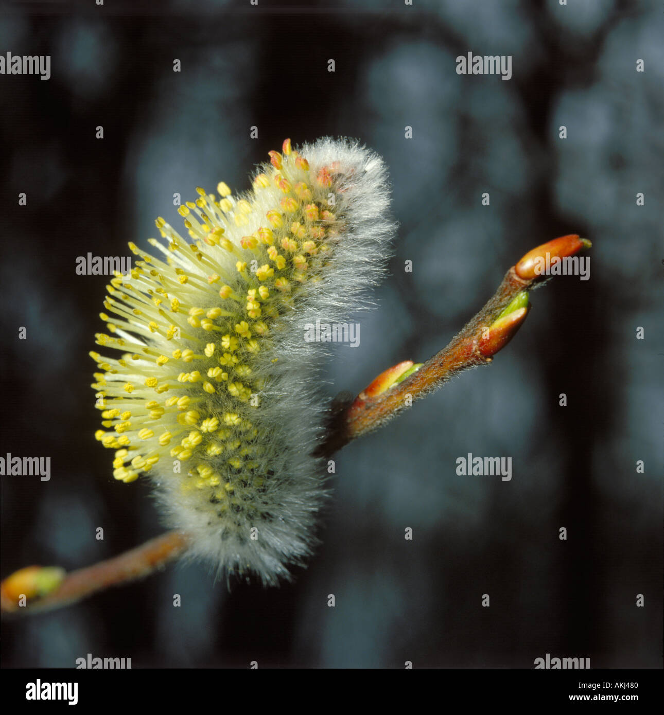 Salix caprea blossom hi-res stock photography and images - Alamy