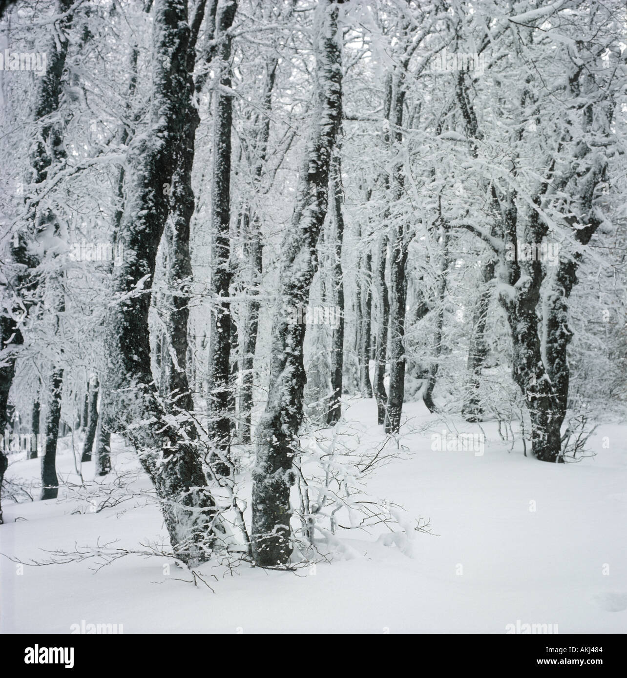 Schwarzwald wald hi-res stock photography and images - Alamy