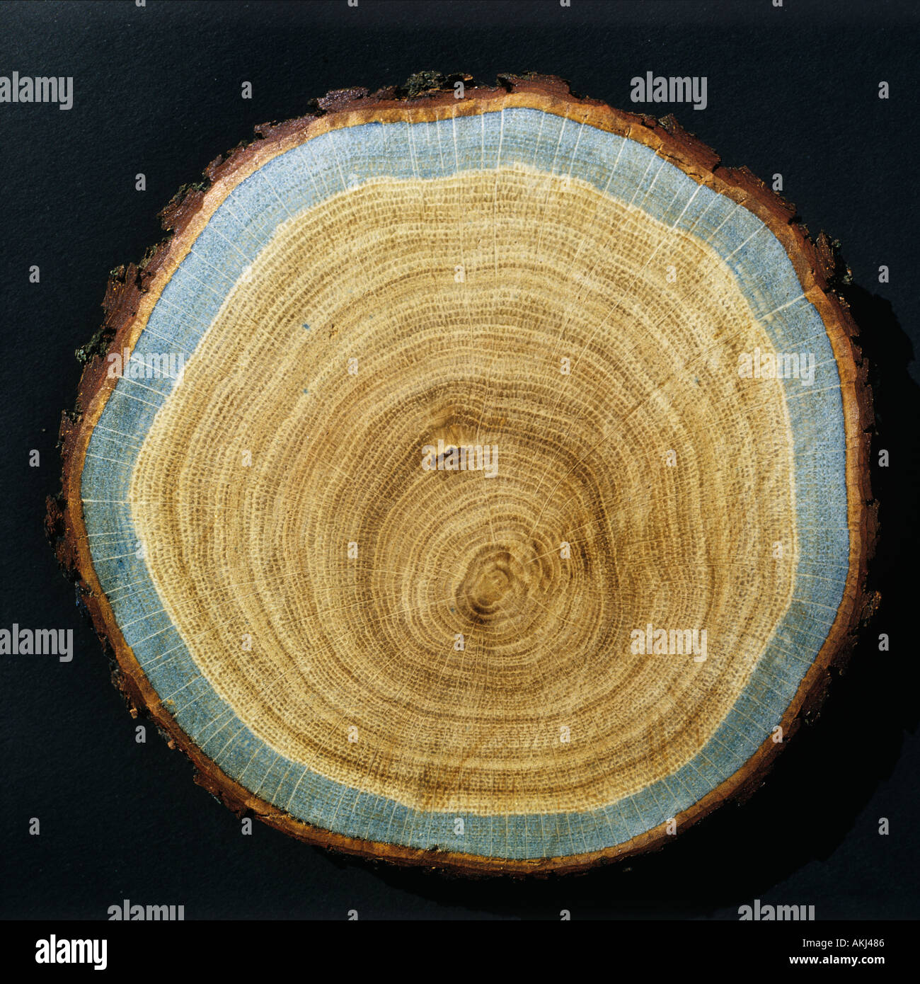 annual rings cross section of oak trunk water bearing coloured Stock ...