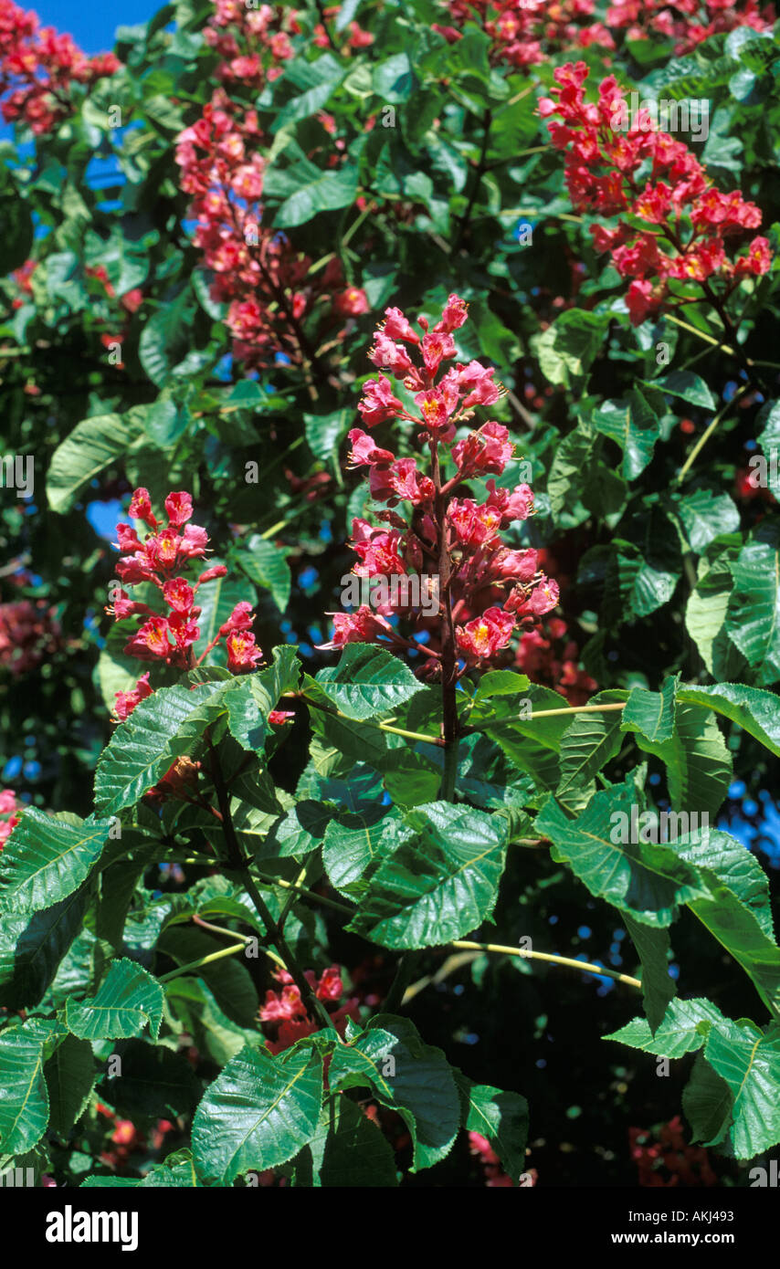 Red horsechestnut blossom Aesculus x carnea Germany Stock Photo - Alamy