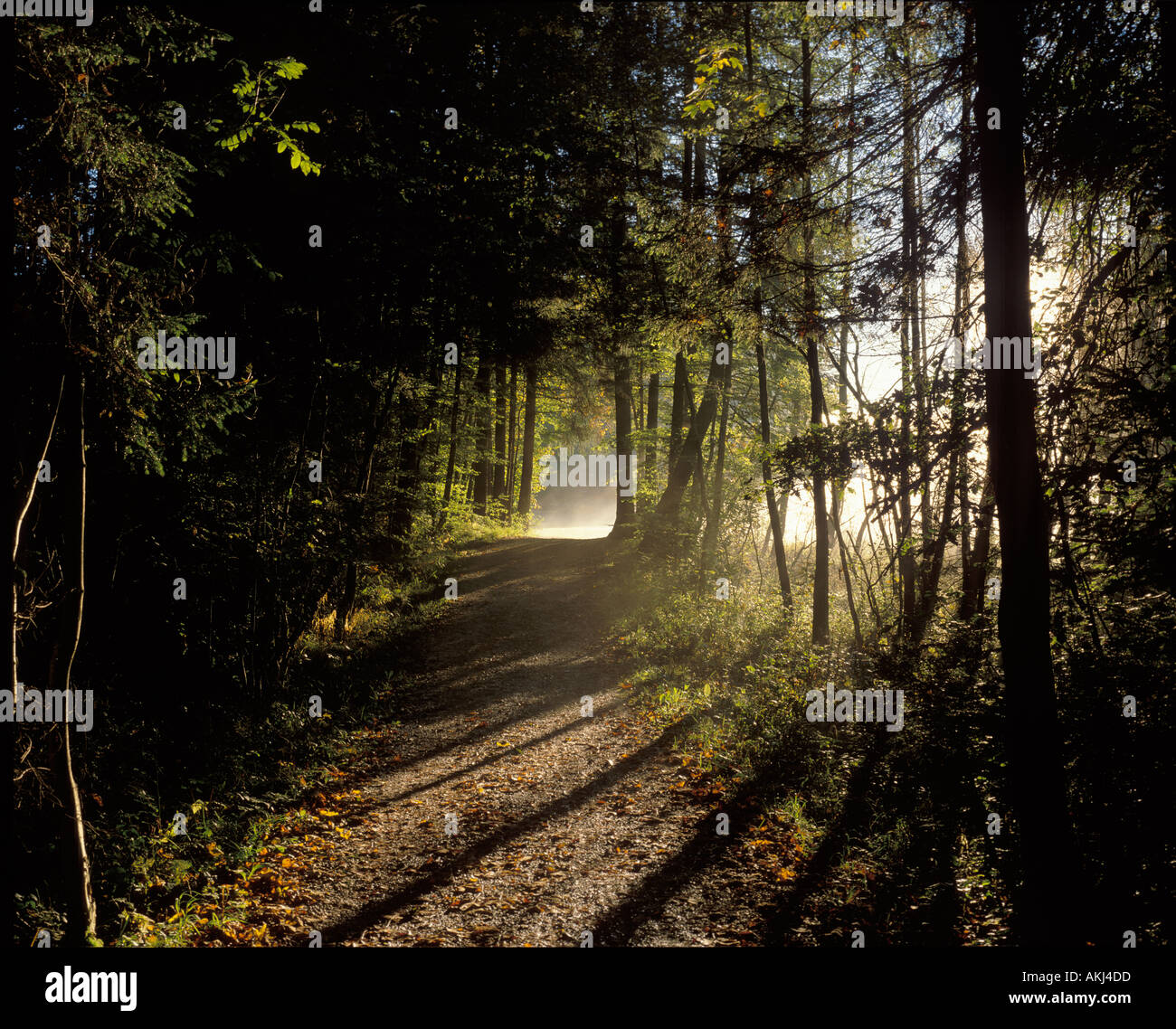 forest path Germany Stock Photo - Alamy